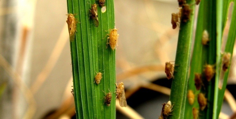 Insecticides | Amvac Agrisciences